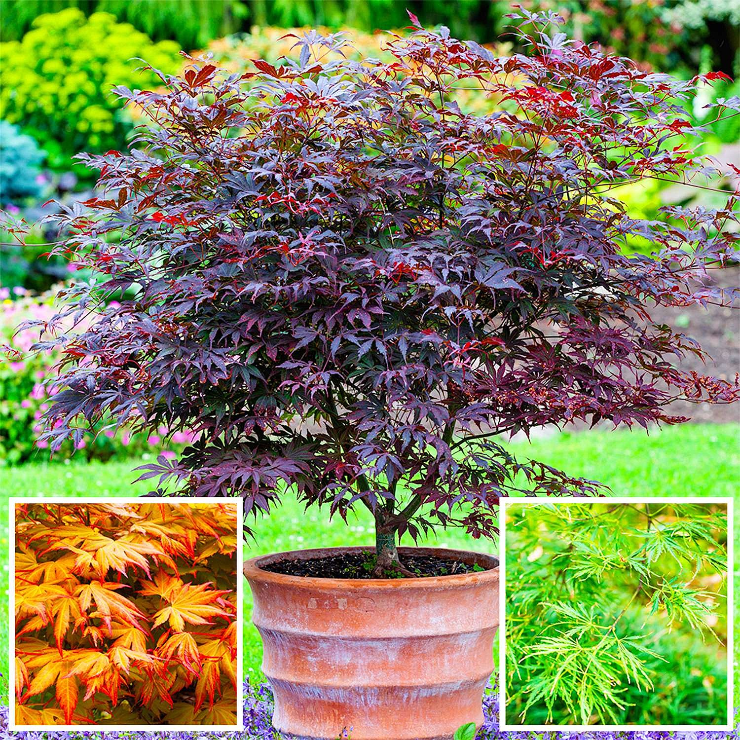 Acer Palmatum Japanese Acer Set 3x2L Post | Planting & Growing ...