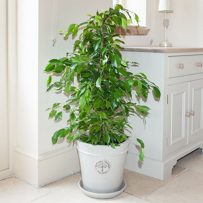 Ficus Benjamina Indoor