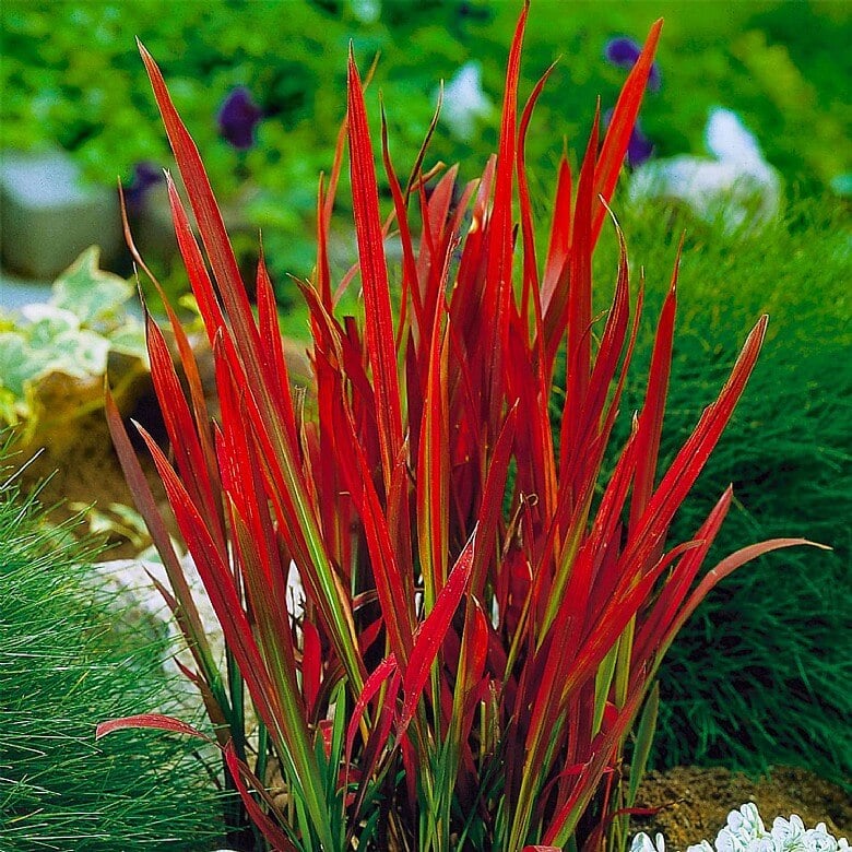 Imperata Red Baron