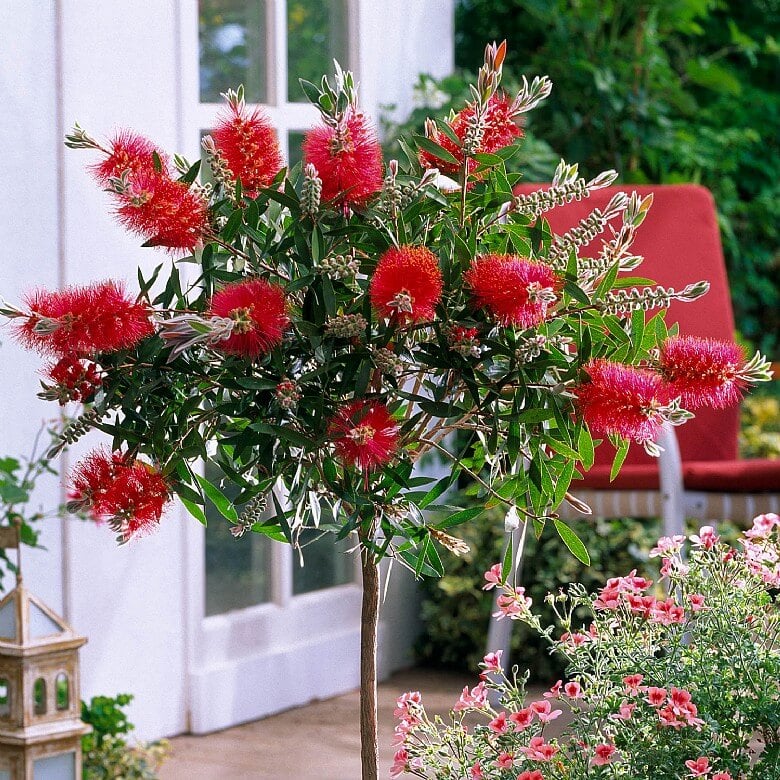 Callistemon standard 90cm 21cm
