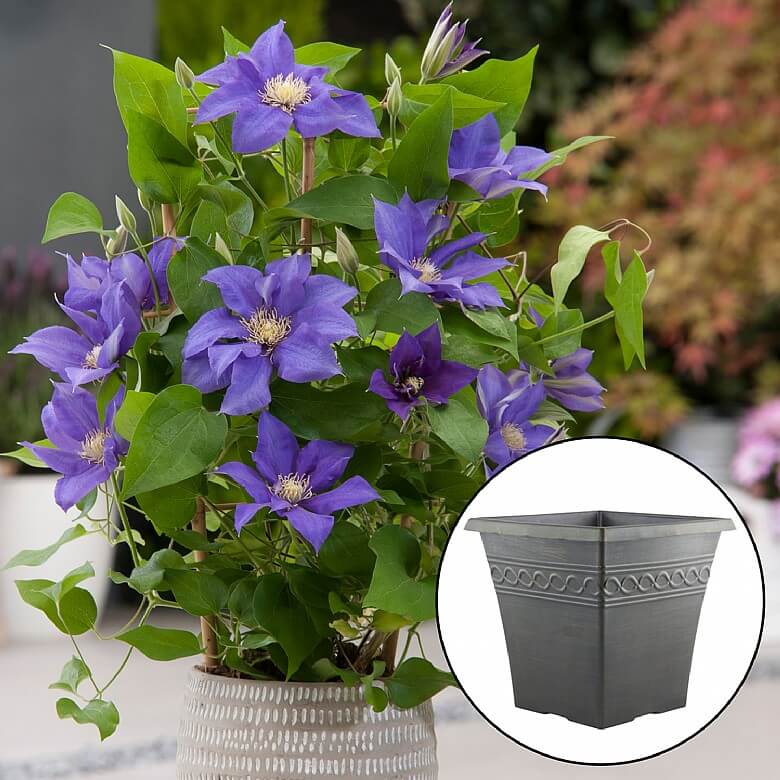 Pair of 'Olympia' Boulevard & Infinity Plant | Planting & Growing ...