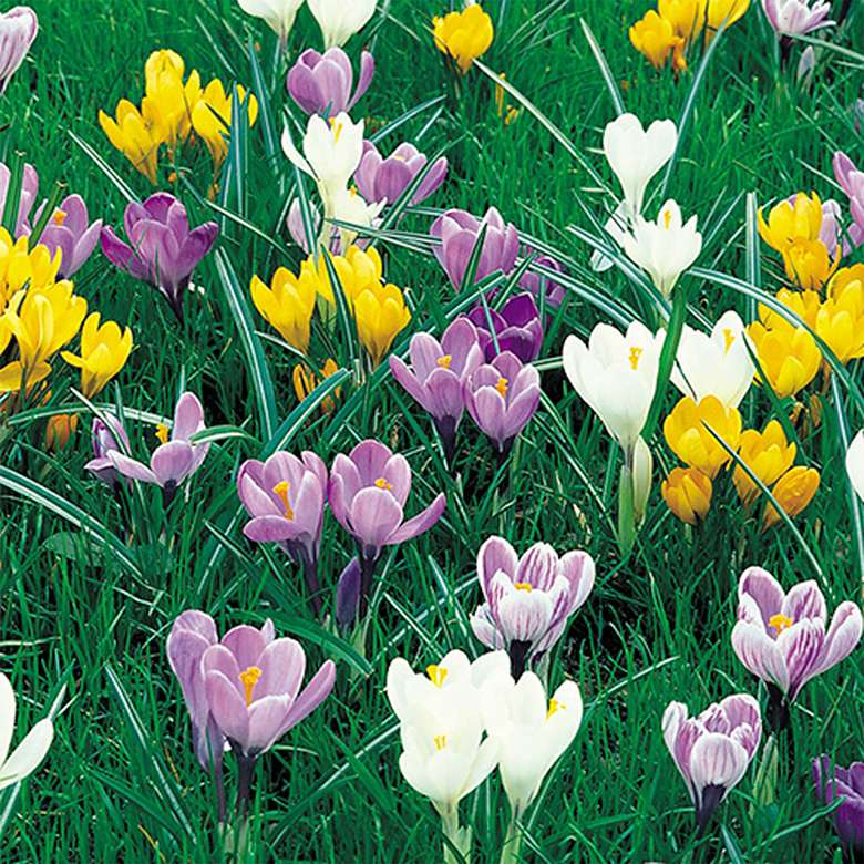 Crocus Mixed Species - 40 Bulbs | Coopers Of Stortford