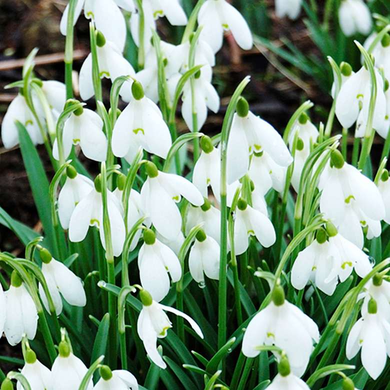 Snowdrops (Galanthus Nivalis) - 30 Bulbs | Planting & Growing | Coopers ... Snowdrops (Galanthus Nivalis) - 30 Bulbs | Planting & Growing | Coopers ...