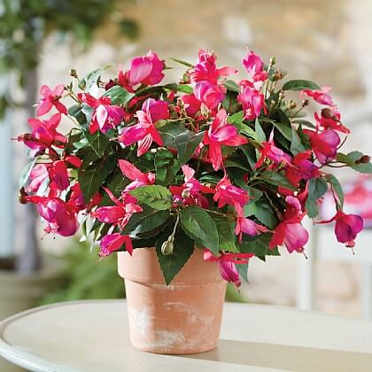 Artificial Plants & Flowers | Garden & Outdoors | Coopers Of Stortford