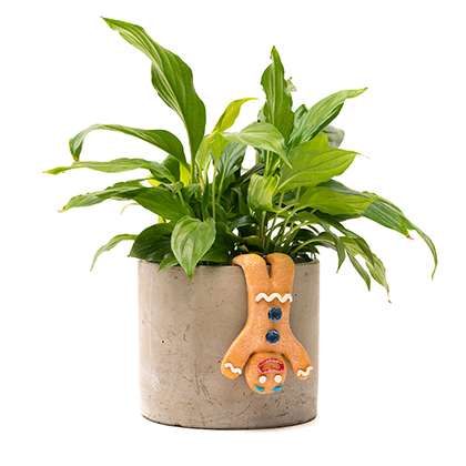 Decorative Gardening Products | Coopers of Stortford